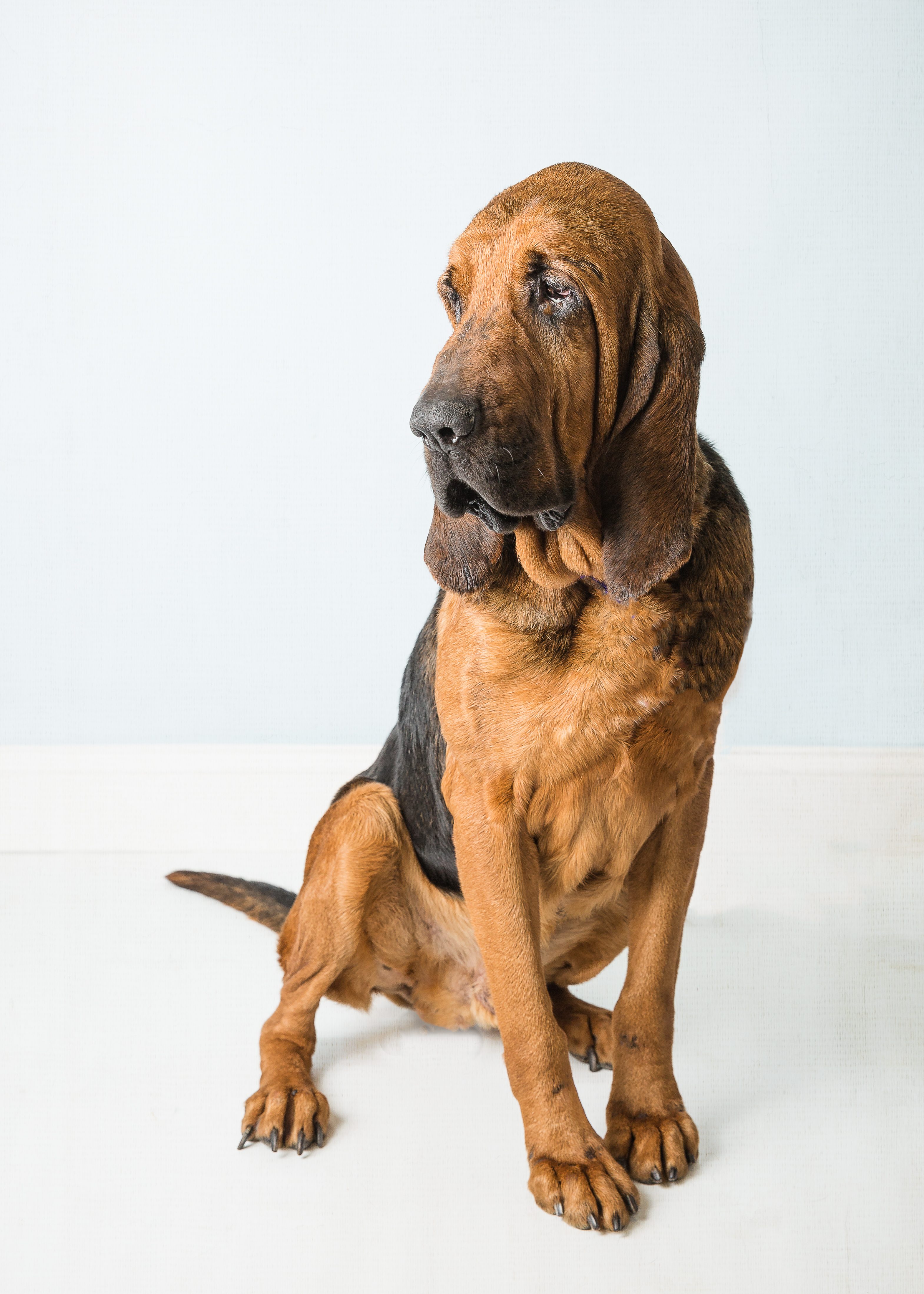 SNIP Program to Begin in Henderson County - Blue Ridge Humane Society