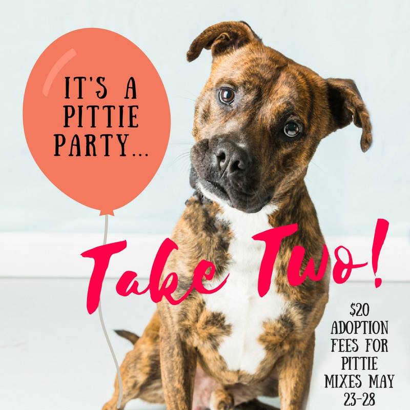 It's a Pittie Party! - Blue Ridge Humane Society