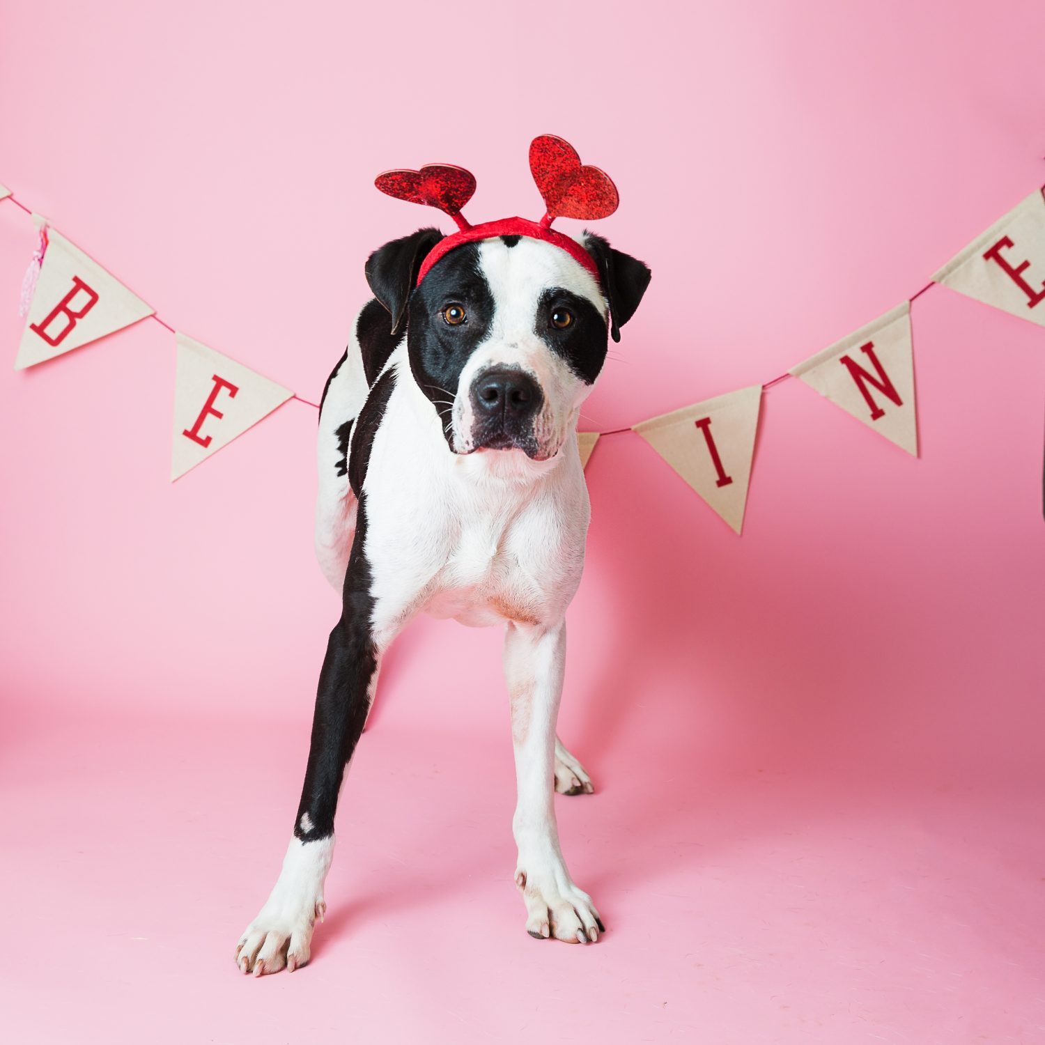 Valentine's Day Adoption Special - Blue Ridge Humane Society