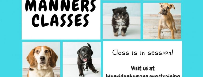 Basic Manners Class is in Session! - Blue Ridge Humane Society