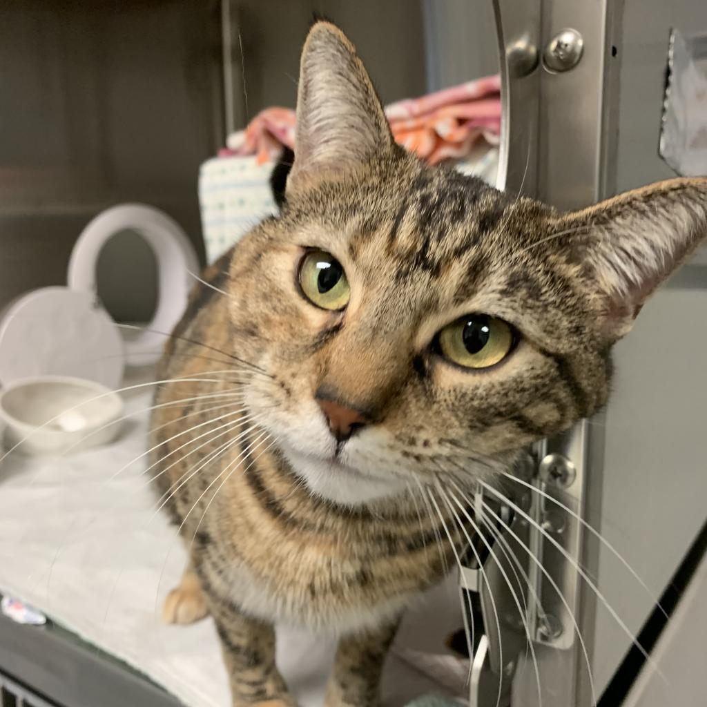Meet Gypsy - Adopted! - Blue Ridge Humane Society Featured Pet Meet ...