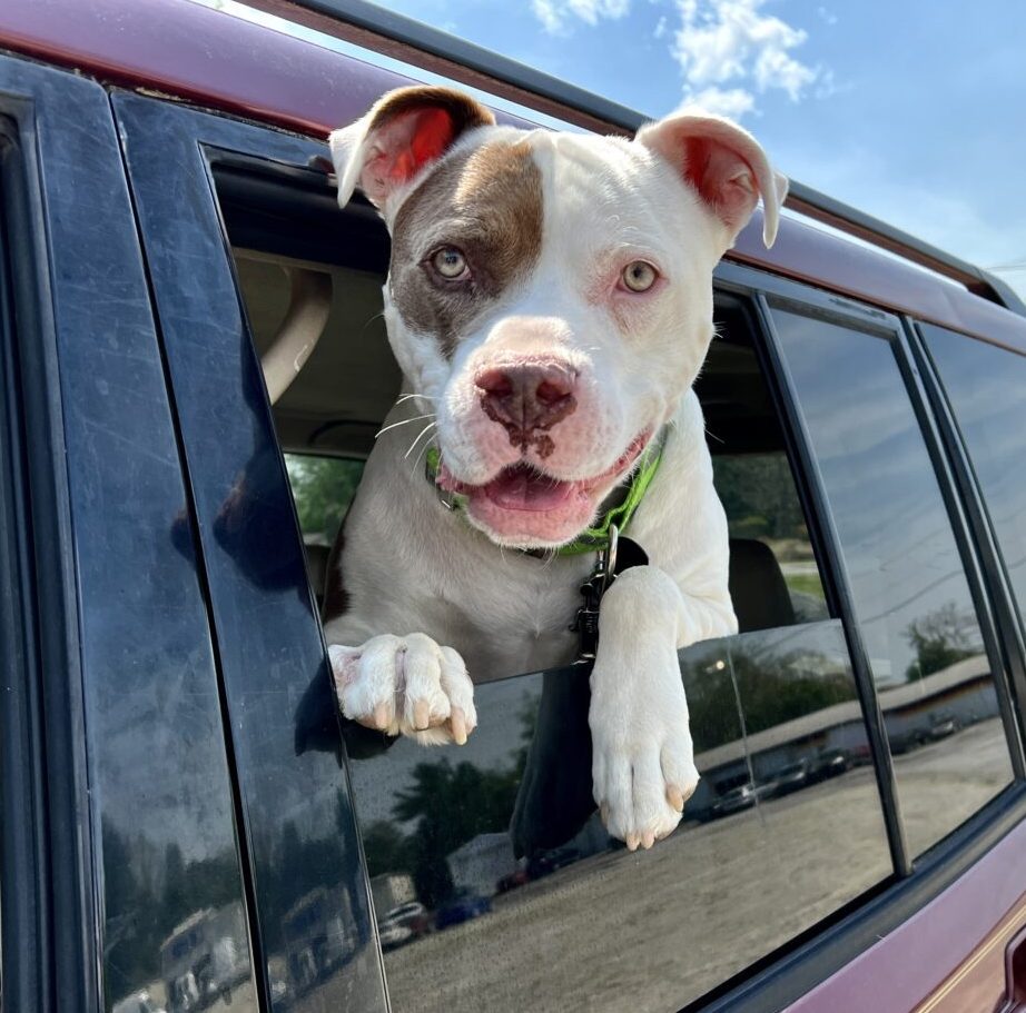Donate Your Car | Blue Ridge Humane Society | Hendersonville