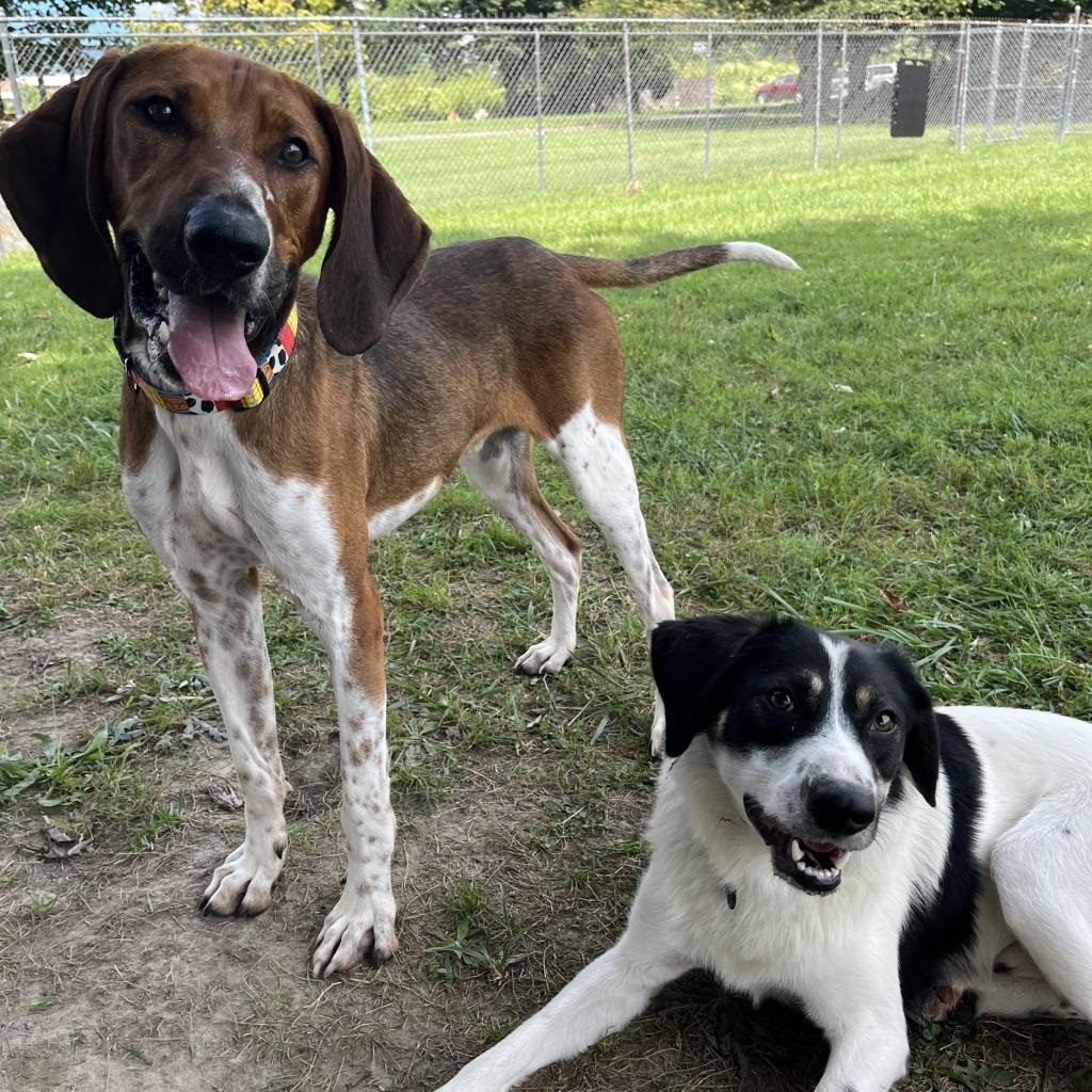 Meet Our Featured Pet - Buzz Lightyear (ADOPTED) - Blue Ridge Humane ...