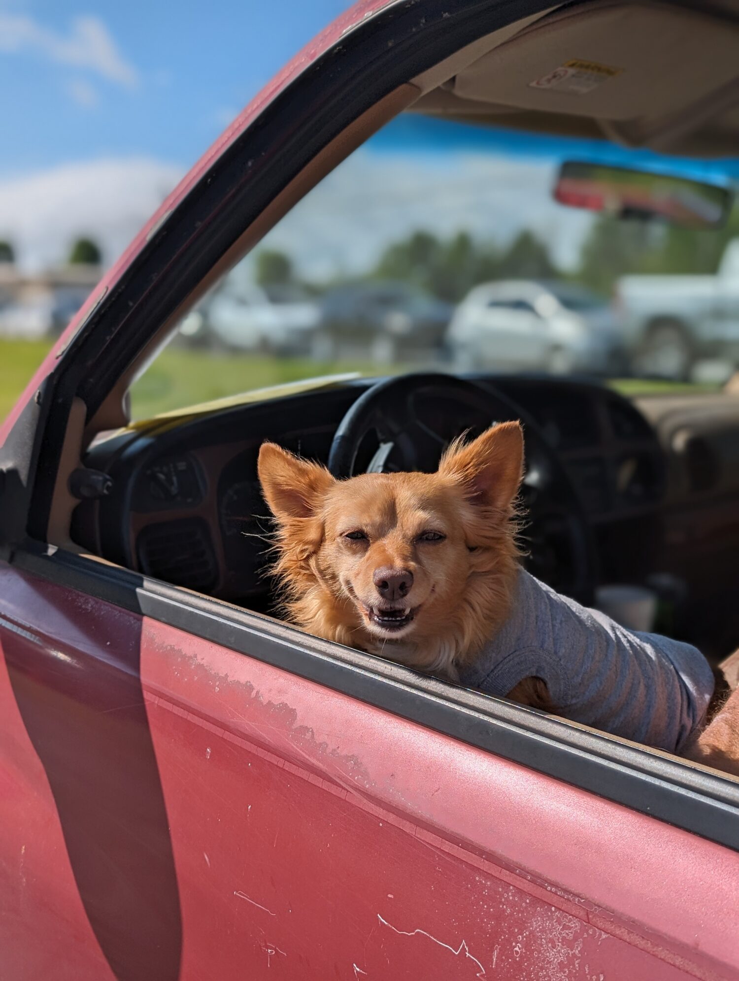 Donate Your Car | Blue Ridge Humane Society | Hendersonville