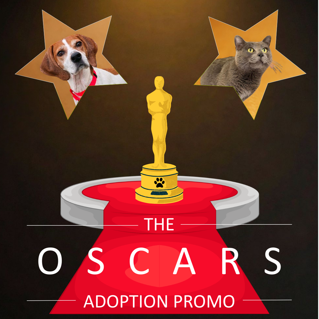 The Oscars Adoption Promotion Offers Reduced Fees Through March 14th ...